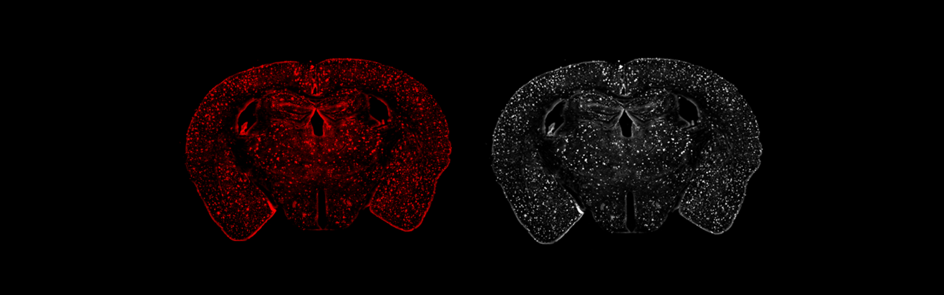 Anatomy and Cell Biology - Western University