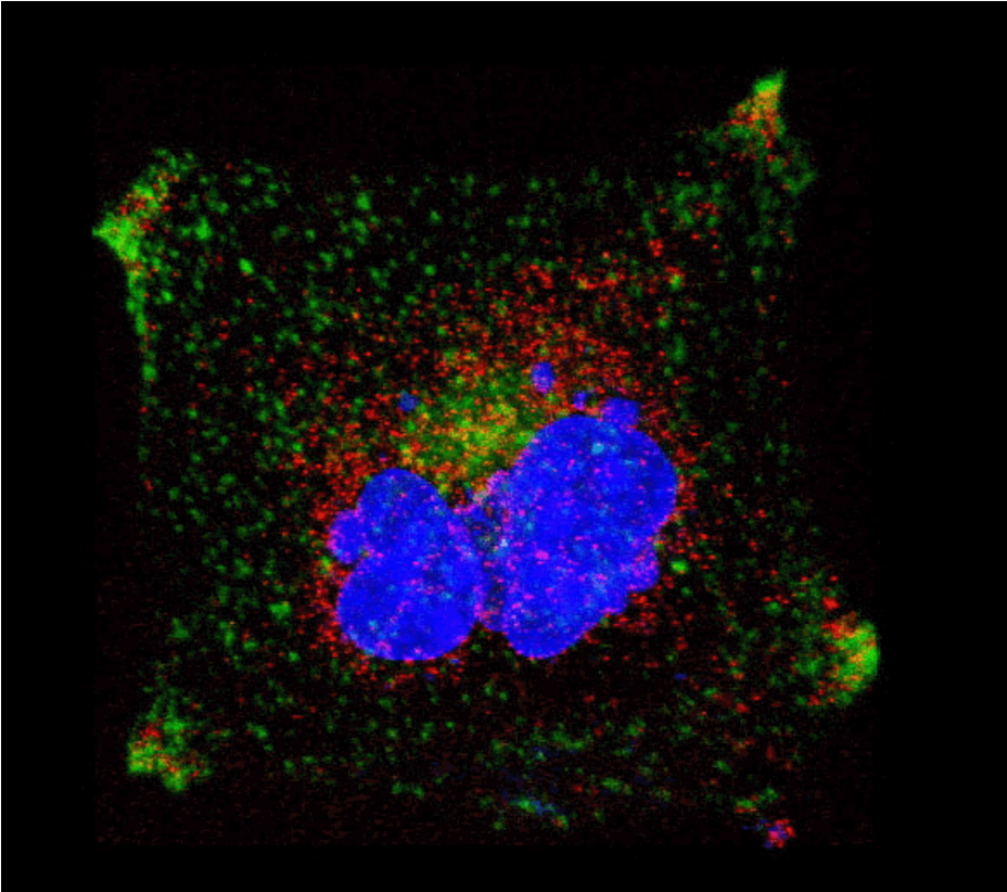 Zeiss LSM 510-Meta - LRMF - Western University