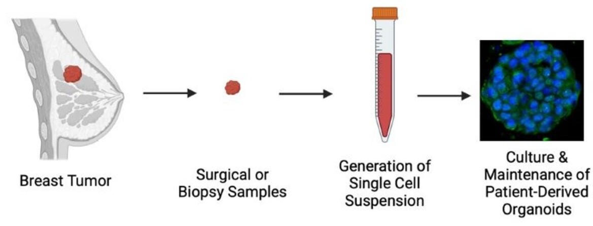 Research Methodologies - Parsyan Cancer Research Lab - Western University